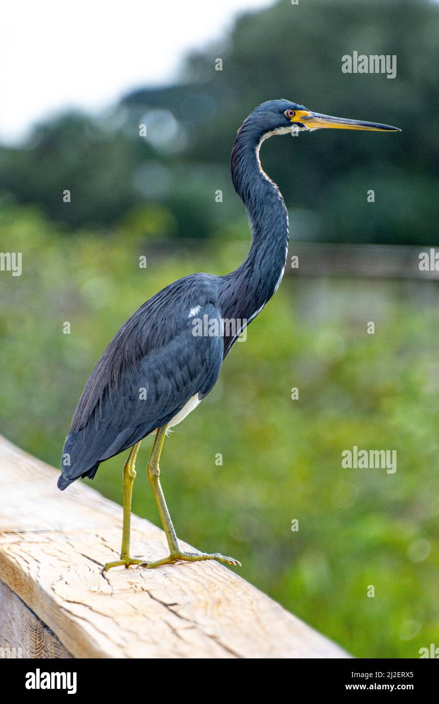 Tri-colored herons at Wakodahatchee wetlands and nature preserve Stock ...