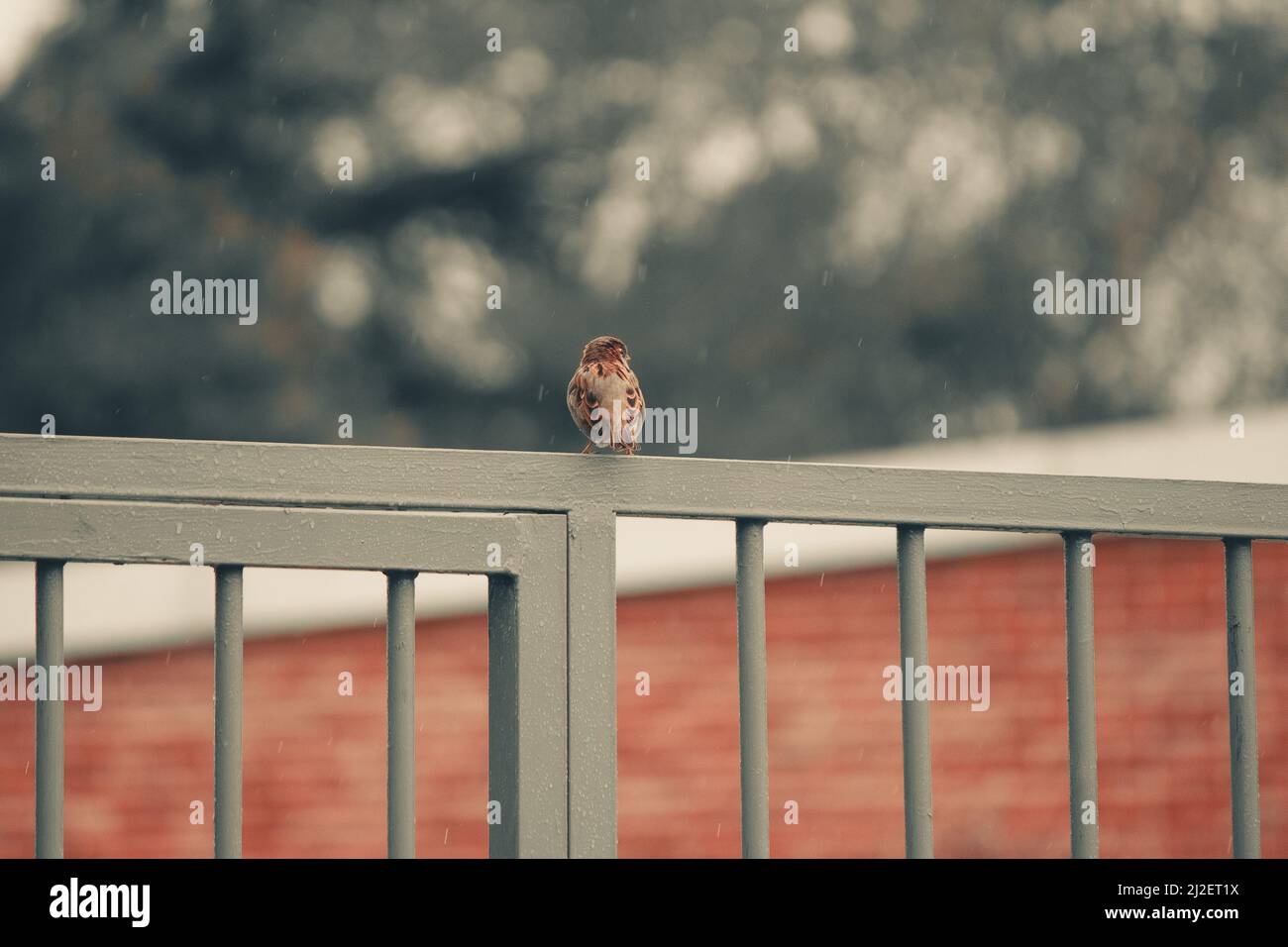 Sparrow eye hi-res stock photography and images - Alamy