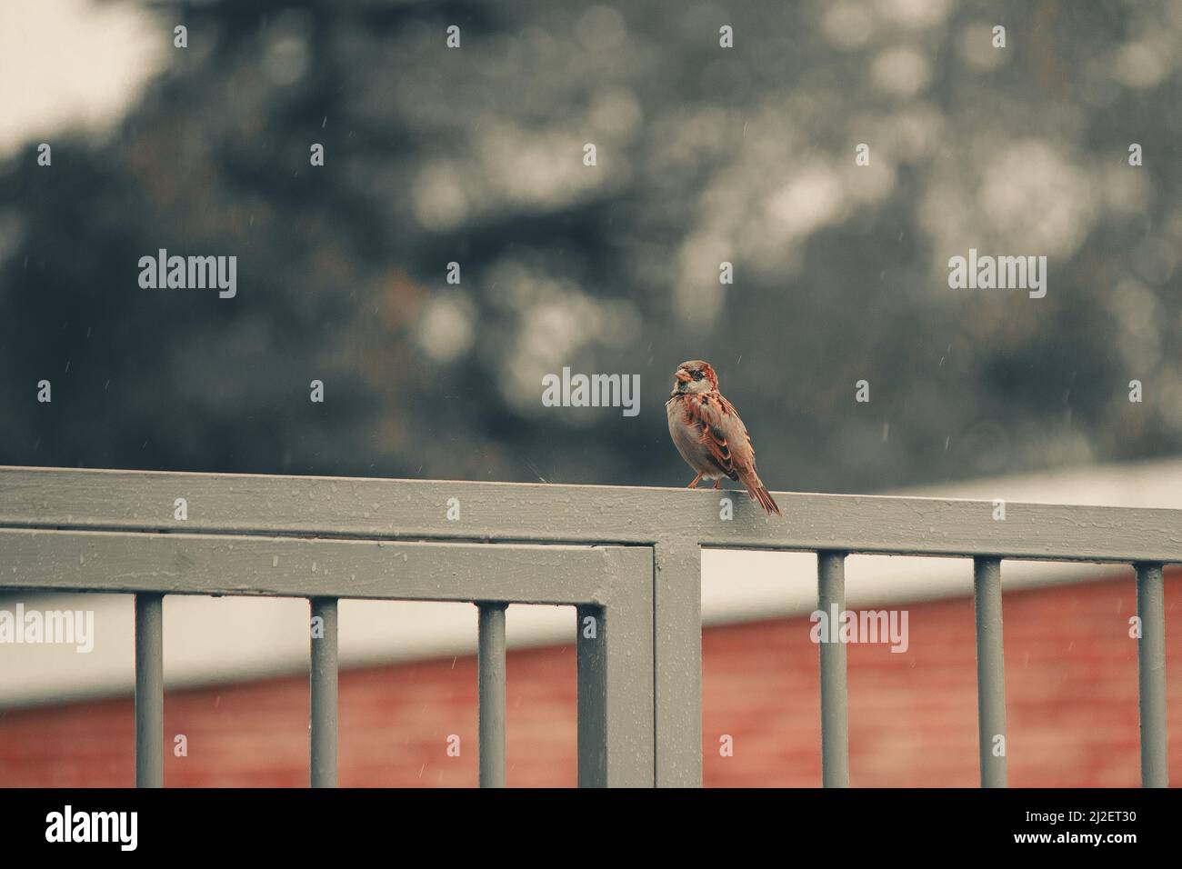 Sparrow eye hi-res stock photography and images - Alamy