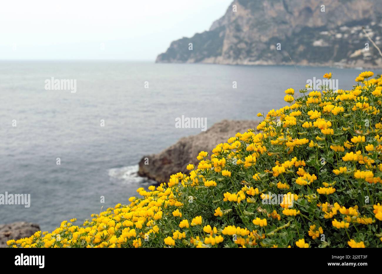 The beautiful coast of Capri, Italy Stock Photo - Alamy