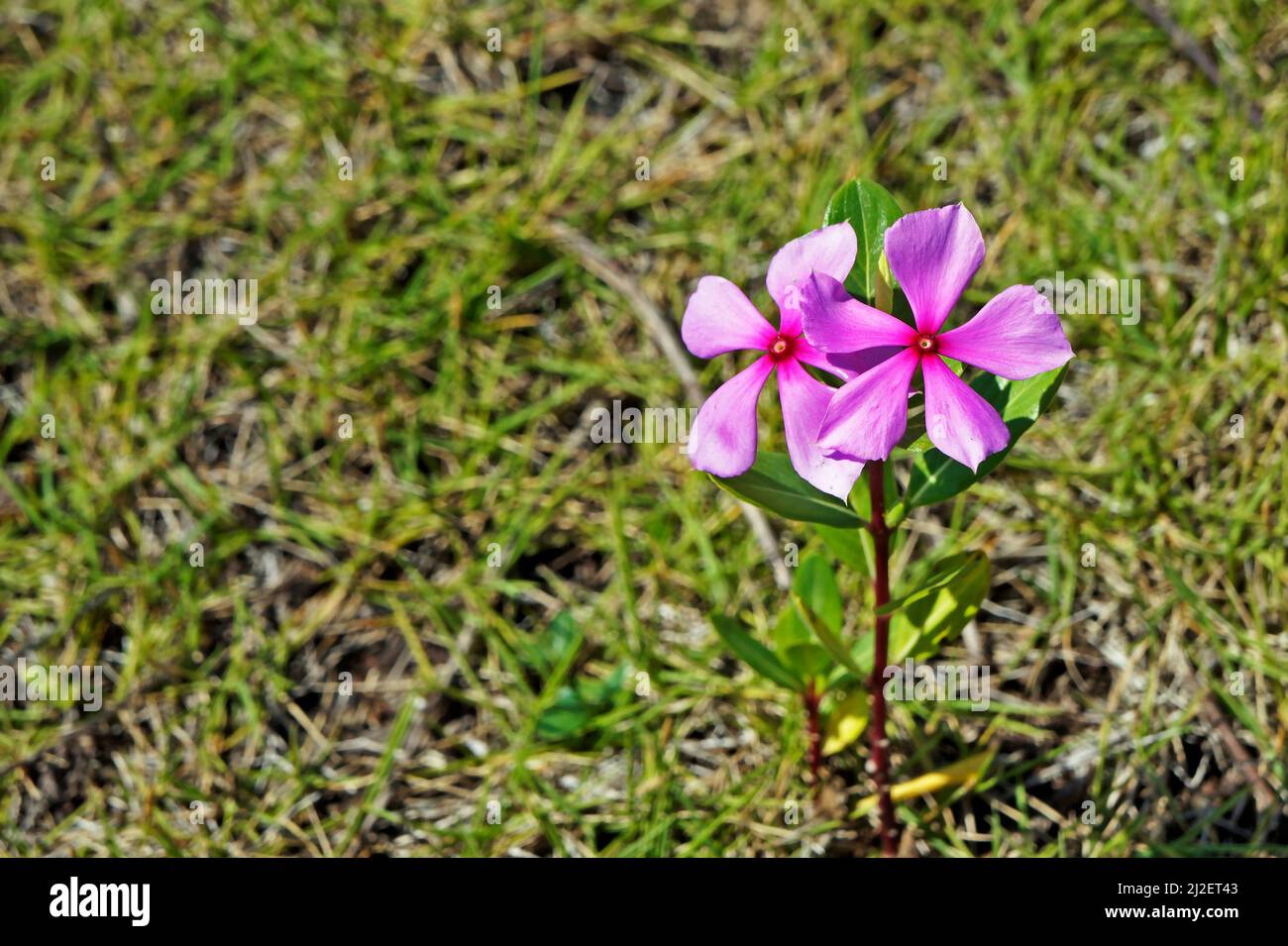 Cancer rose hi-res stock photography and images - Alamy