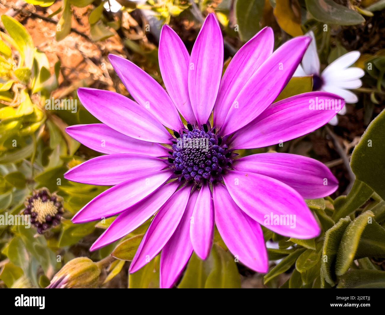 Close-up shot of a purple petal flower outdoors Stock Photo - Alamy