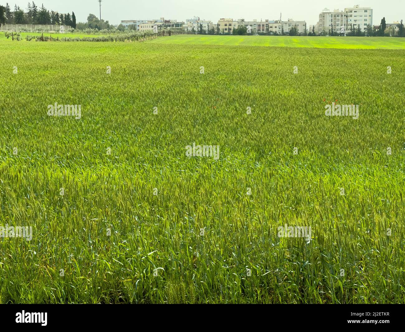 Green field of rye plants Stock Photo - Alamy