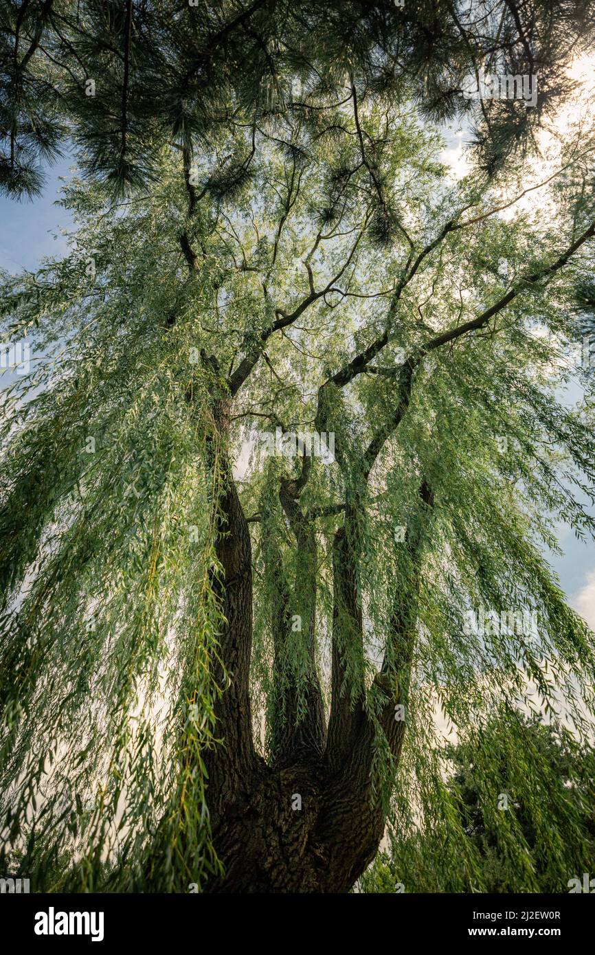 A giant willow tree hi-res stock photography and images - Alamy