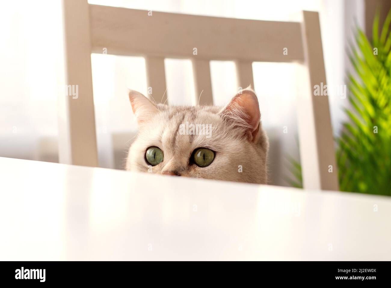 Kitten under table hi-res stock photography and images - Alamy