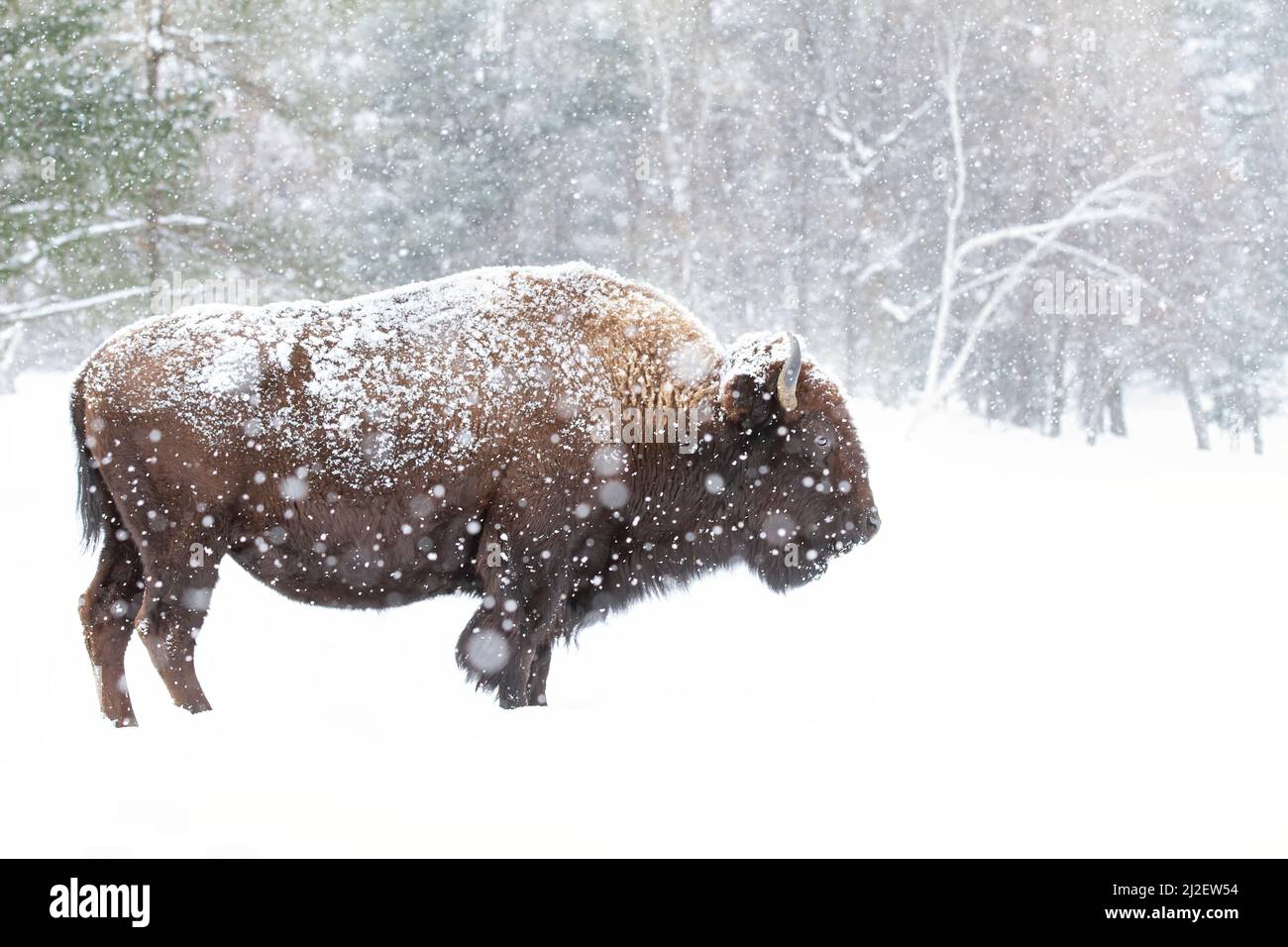 Large bull bison standing hi-res stock photography and images - Alamy