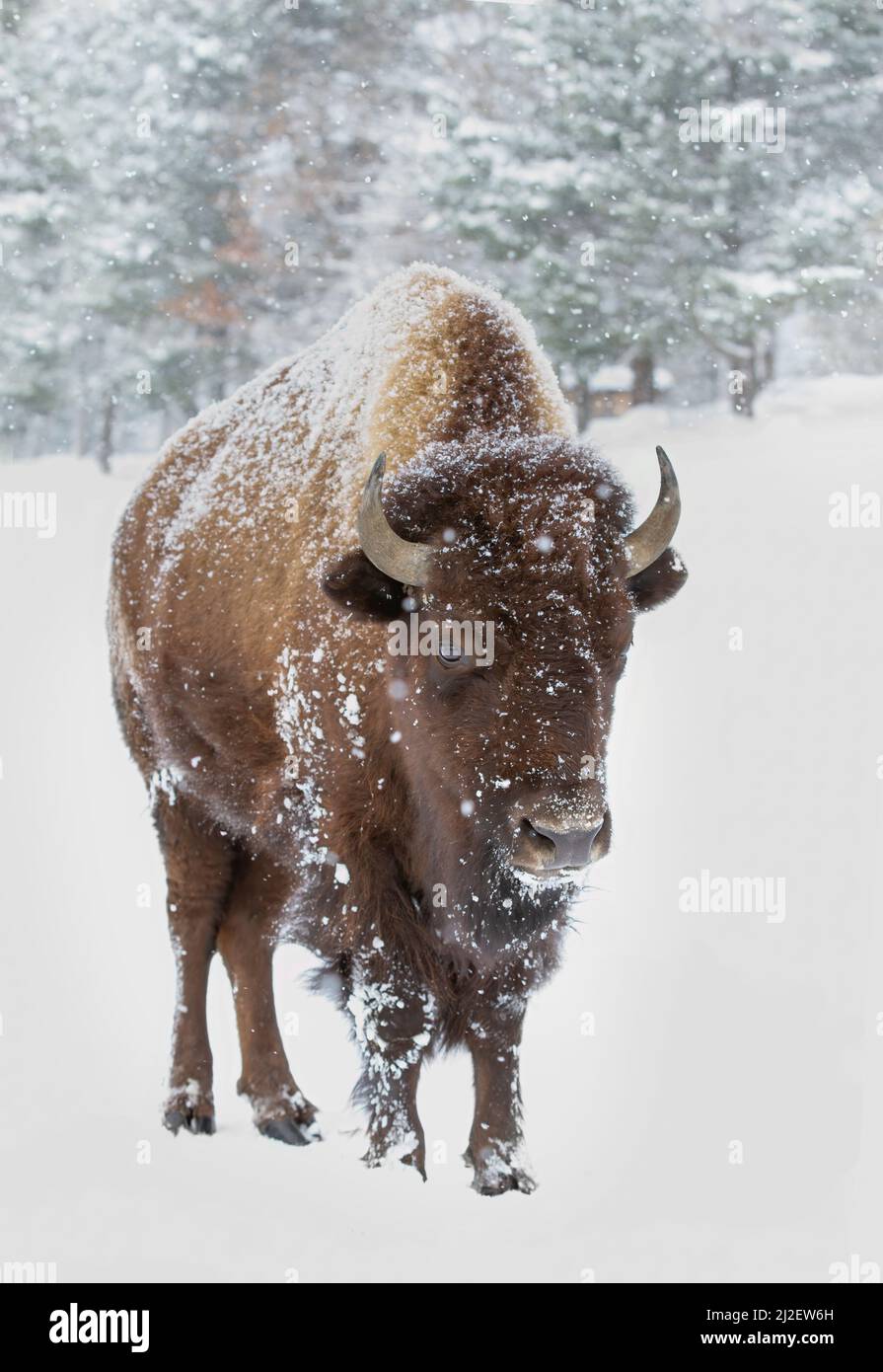 American bison in frost hi-res stock photography and images - Alamy