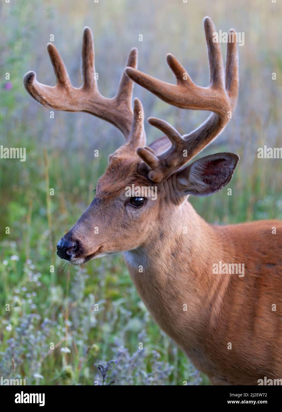 White-tailed deer buck with velvet antlers resting in a meadow in the ...
