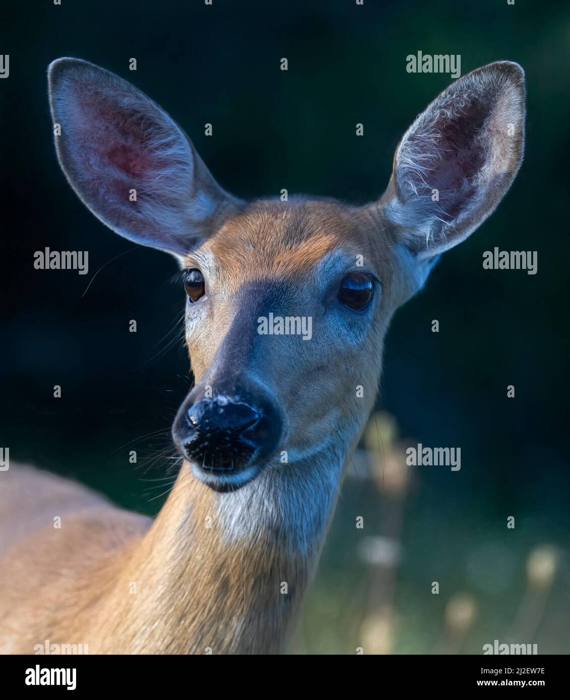Female White Tailed Deer Face