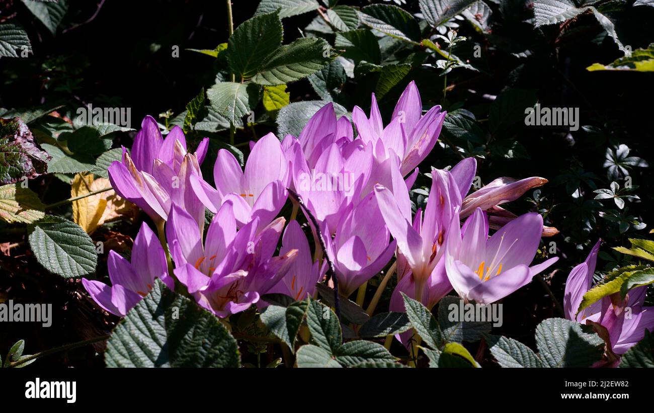A bouquet of purple flowers Colchicum autumnale close up, top view of ...