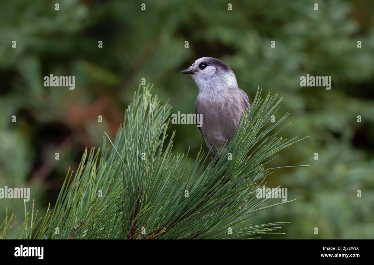 Canada jay perisoreus canadensis hi-res stock photography and images ...