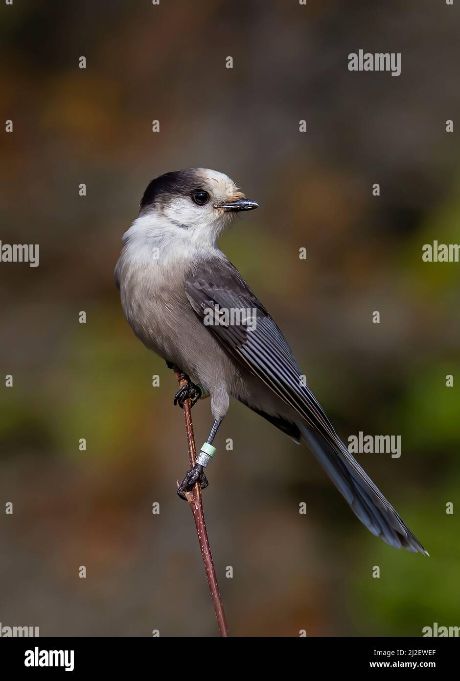 Canada jay perisoreus canadensis hi-res stock photography and images ...