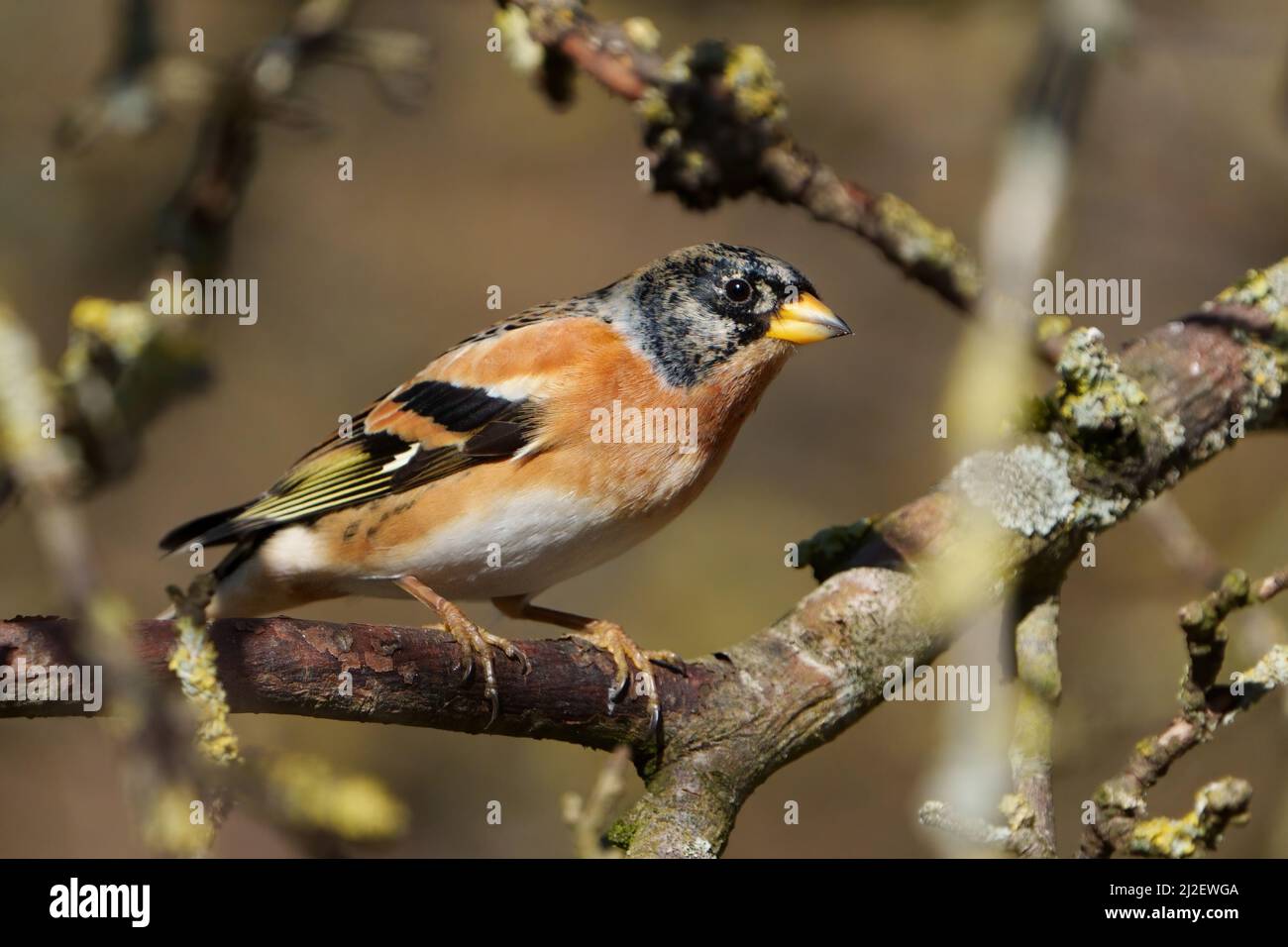 Brambling (Fringilla montifringilla) in its natural enviroment Stock ...