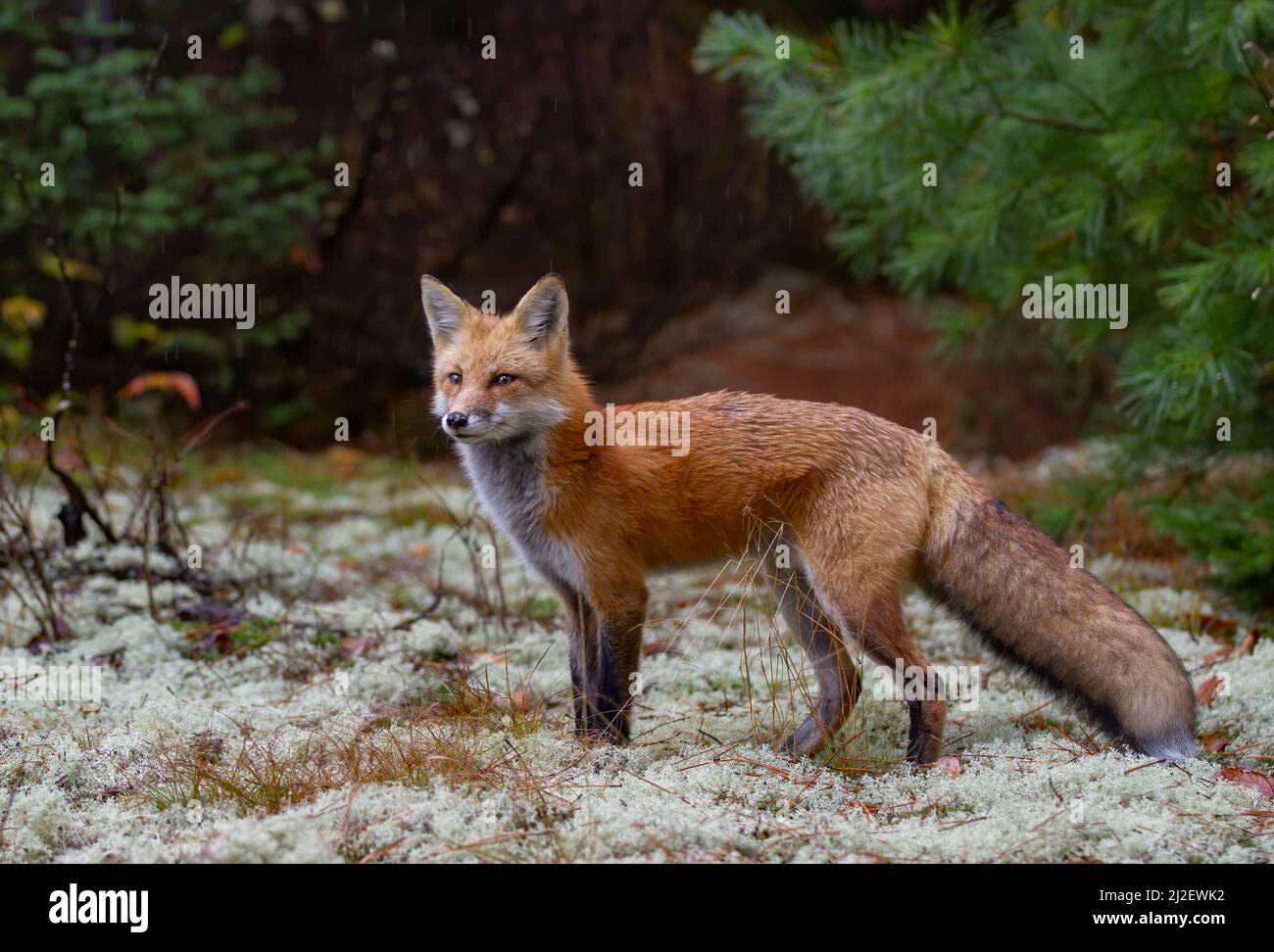 Red fox Vulpes vulpes with a bushy tail hunting in the forest in ...