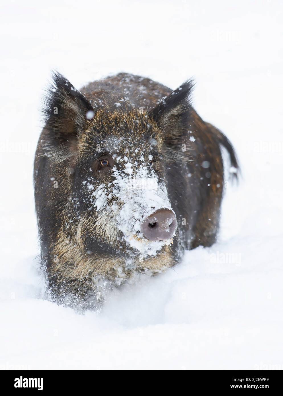 Wild boar isolated on white background standing in the winter snow in ...