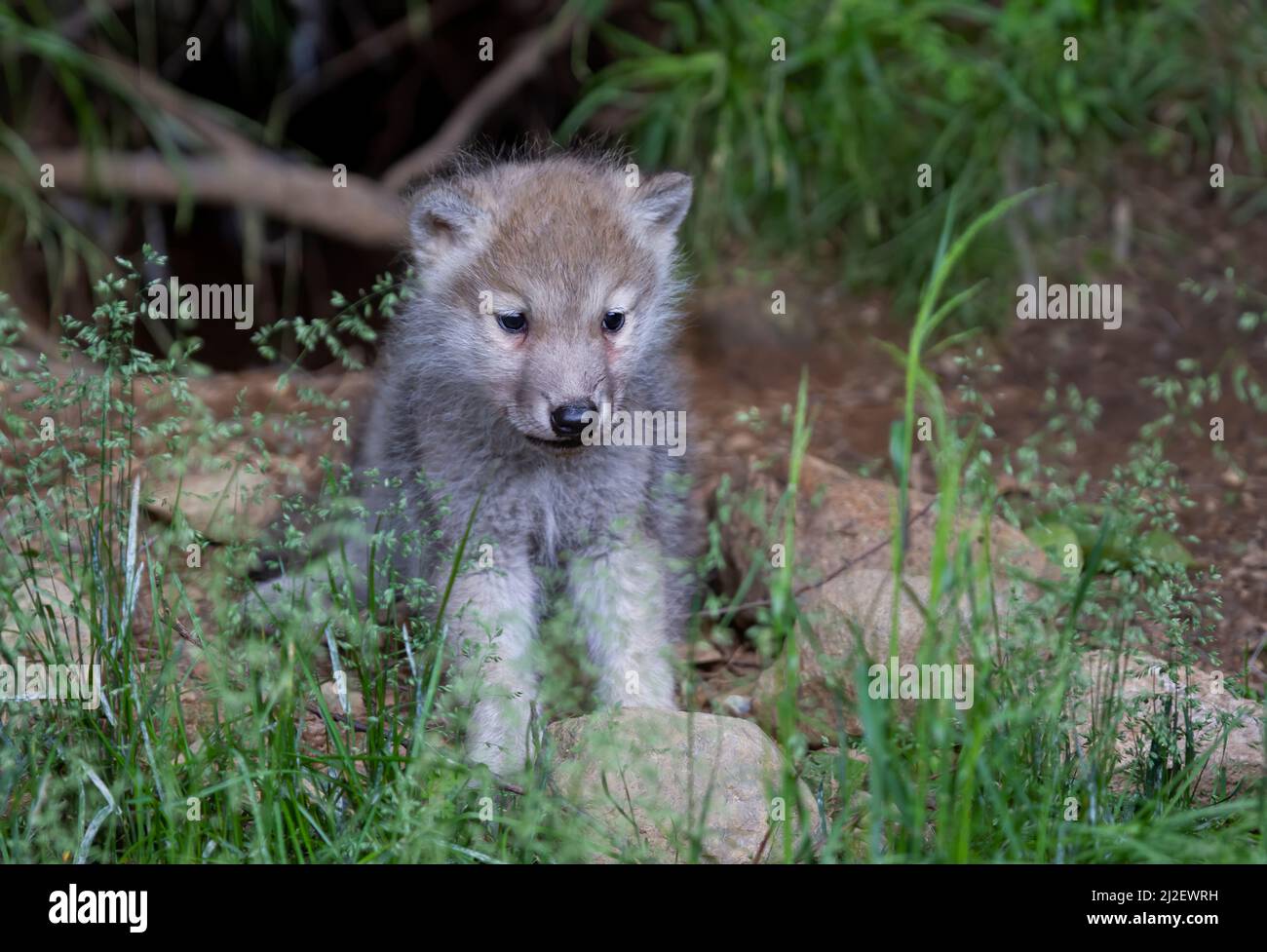 A lone Arctic wolf Canis lupus arctos pup standing on a rocky cliff in ...