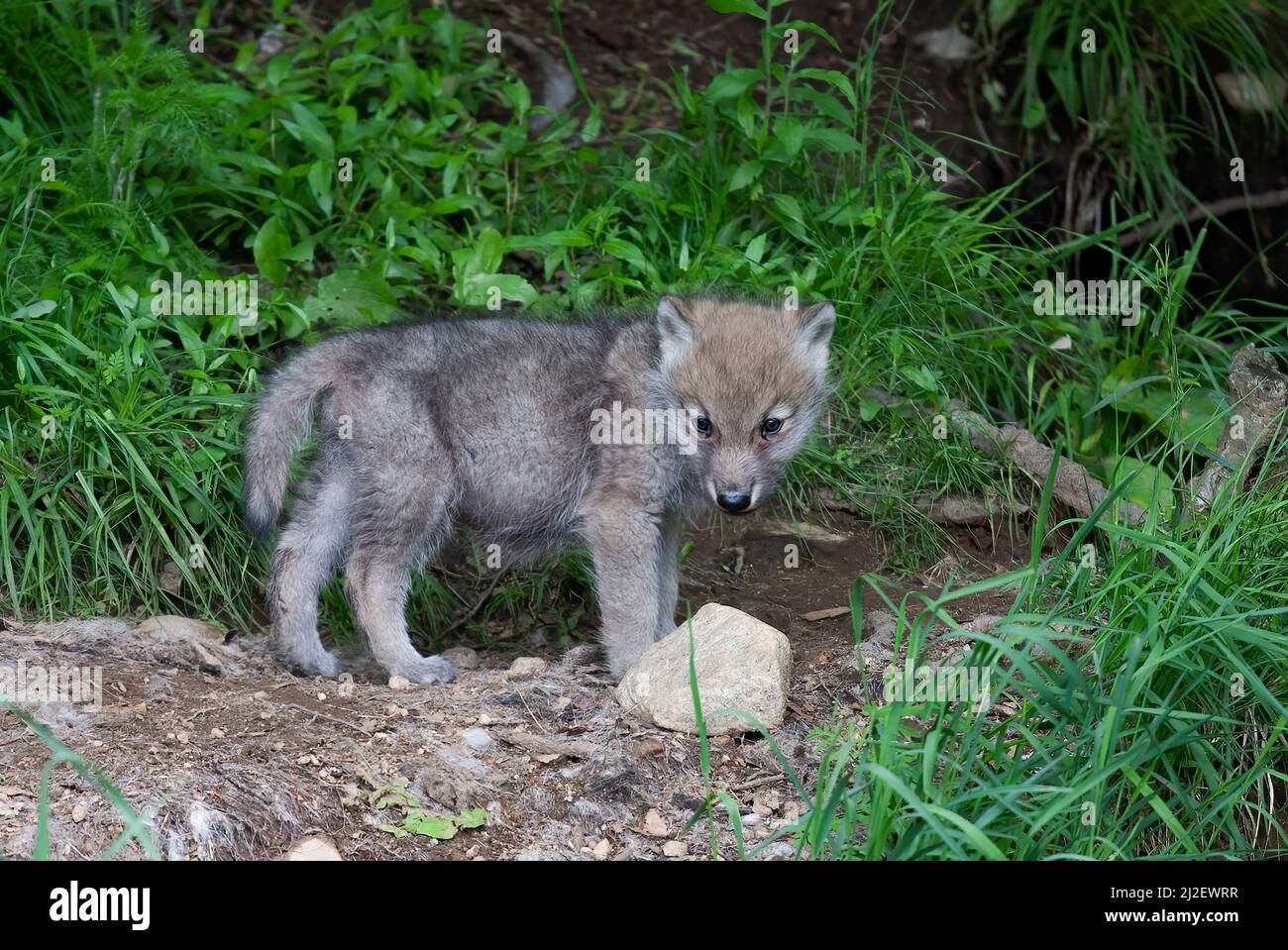 A lone Arctic wolf Canis lupus arctos pup standing on a rocky cliff in ...