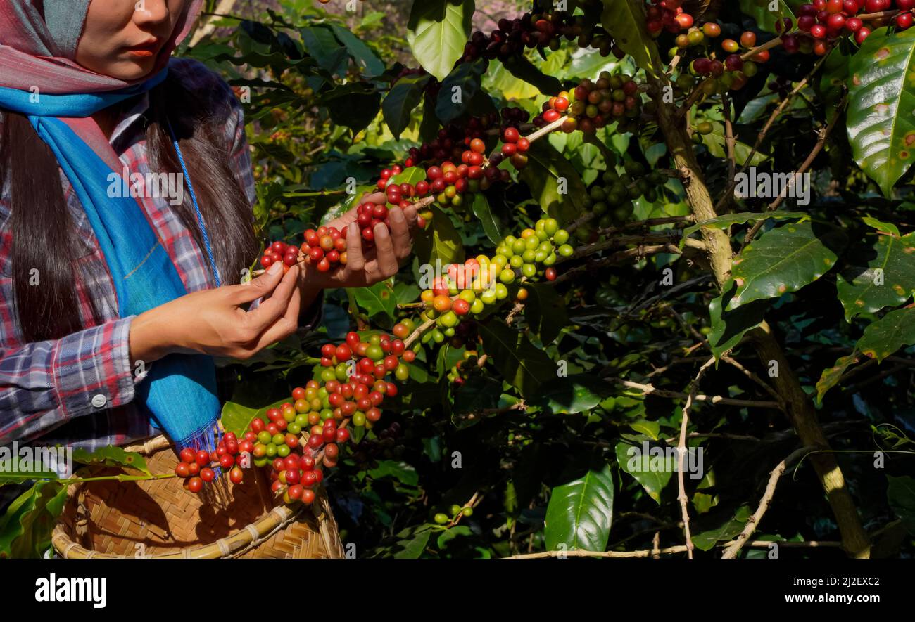 Coffee tree the plantations field background concept. Raw or ripe ...