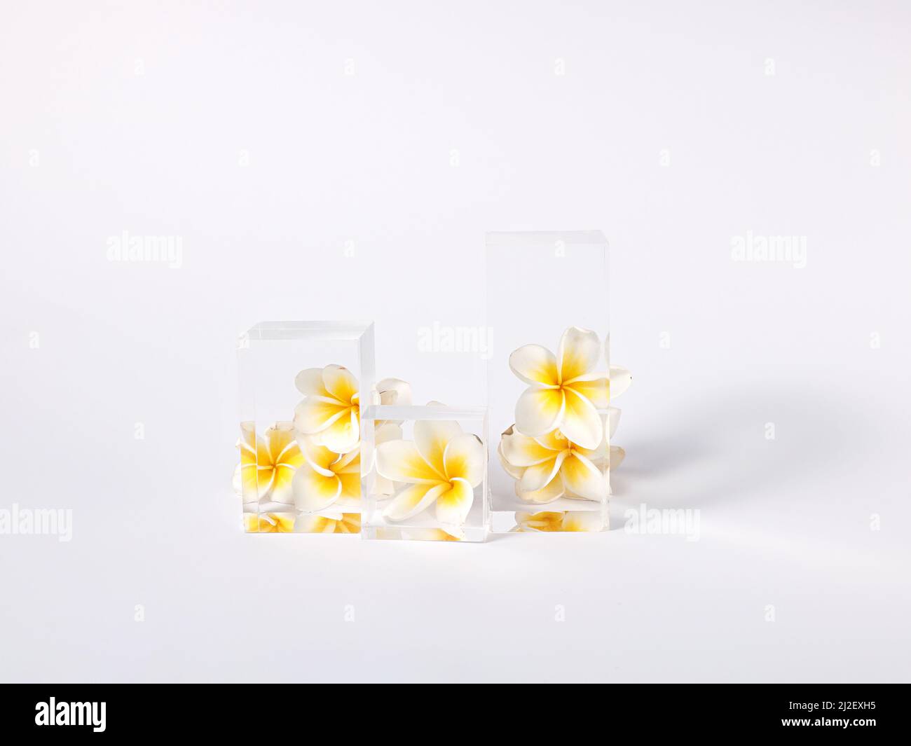 Science behind flowers hi-res stock photography and images - Alamy