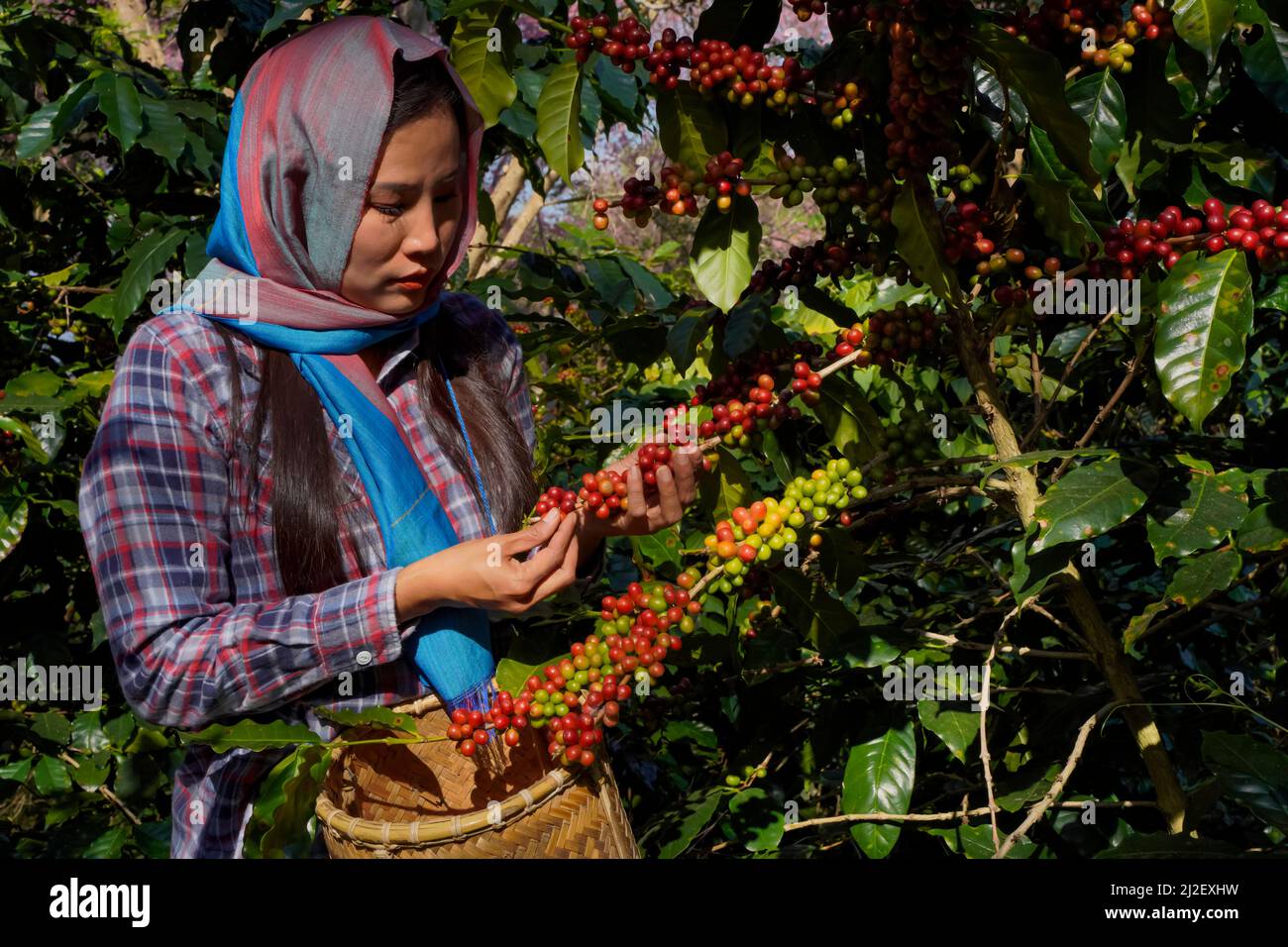 Coffee tree the plantations field background concept. Raw or ripe ...