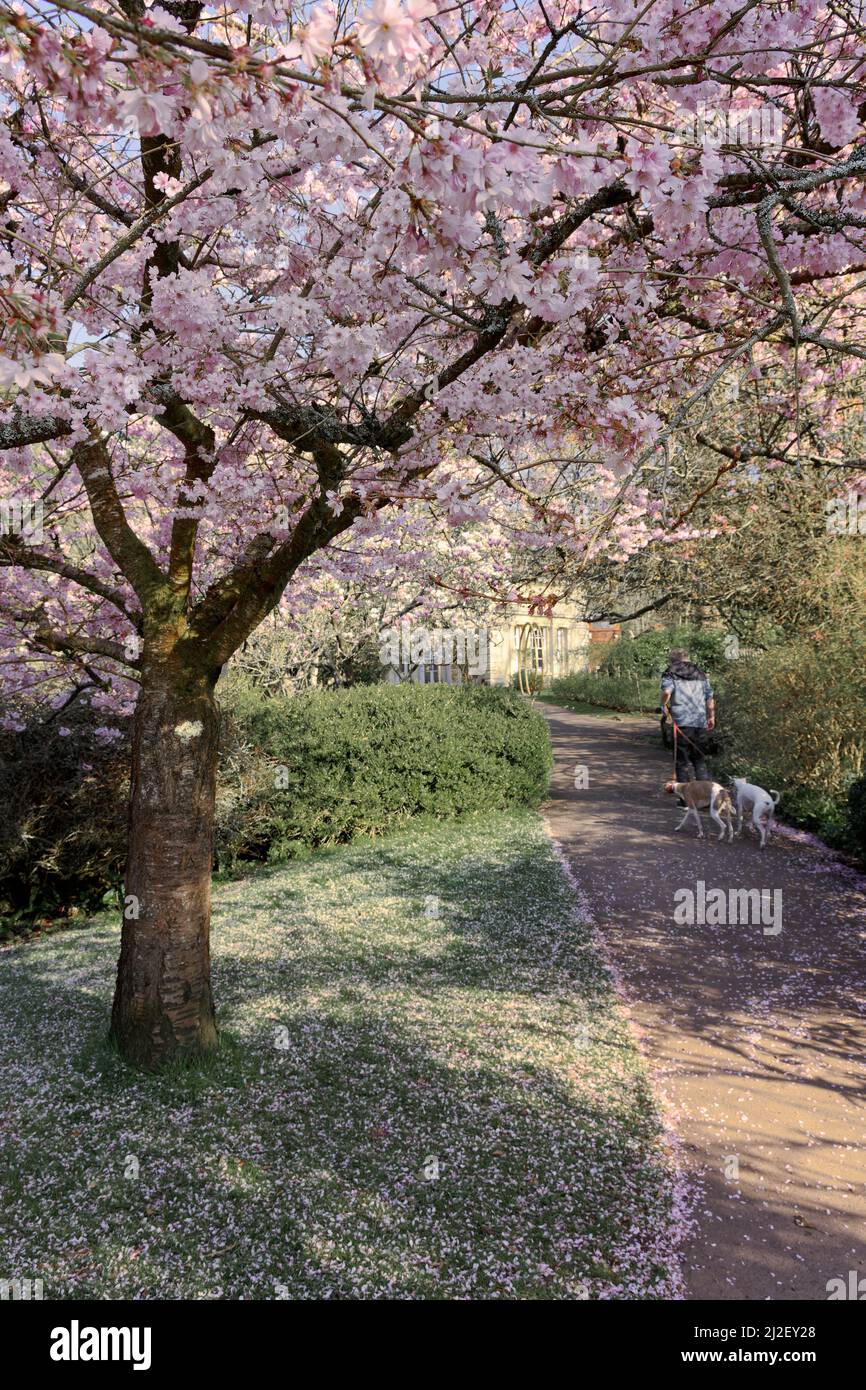 Spring in Bath Stock Photo - Alamy