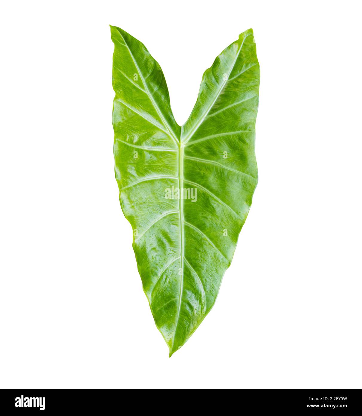 Green leaf of Colocasia and of water on leaves. isolated on white ...