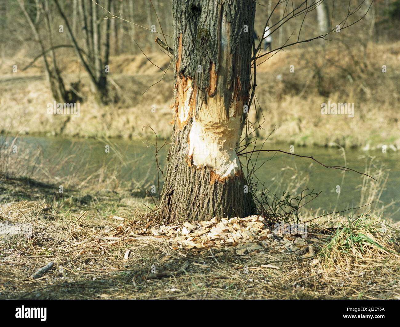Beavers gnaw on trees. Beaver fells trees. Beaver builds a dam Stock ...