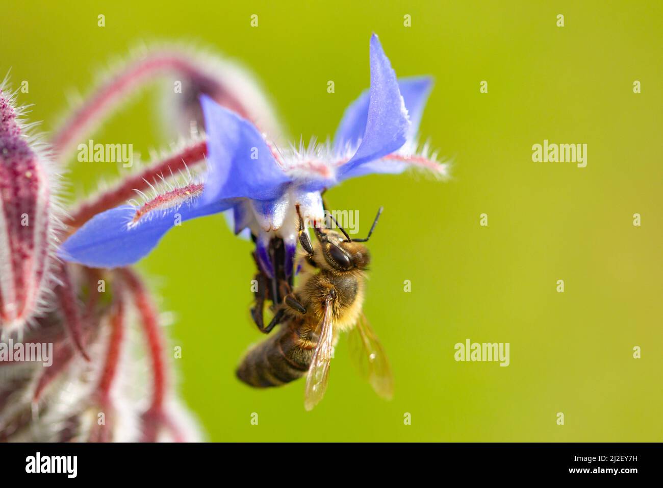Western honey bee (Apis mellifera) taking pollen on Borago flower ...
