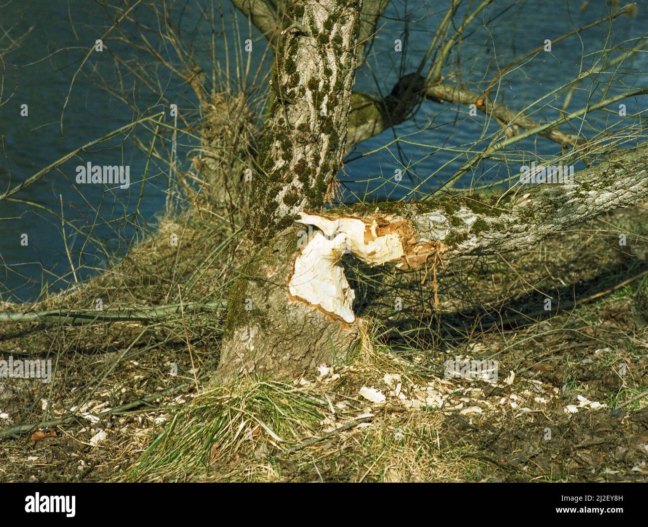 Beavers gnaw trees. Beaver builds a dam. Beaver builds a nest Stock ...