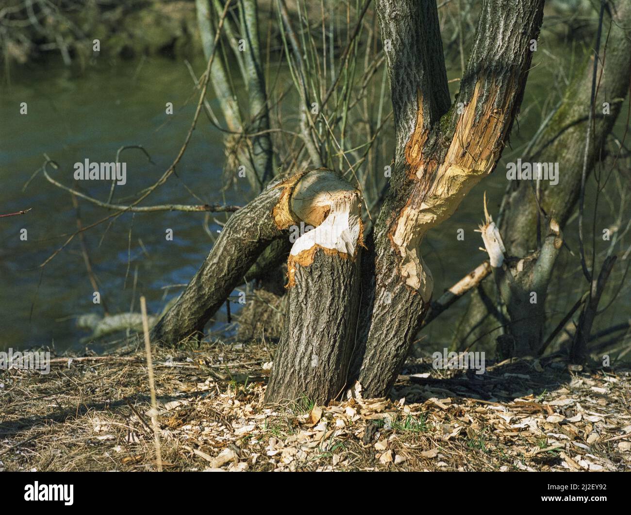 Beavers gnaw on trees. Beaver fells trees. Beaver builds a dam Stock ...