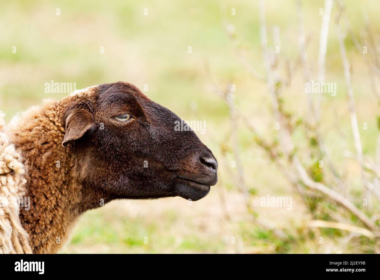 Black headed sheep grazing in meadow, farm animal Stock Photo - Alamy