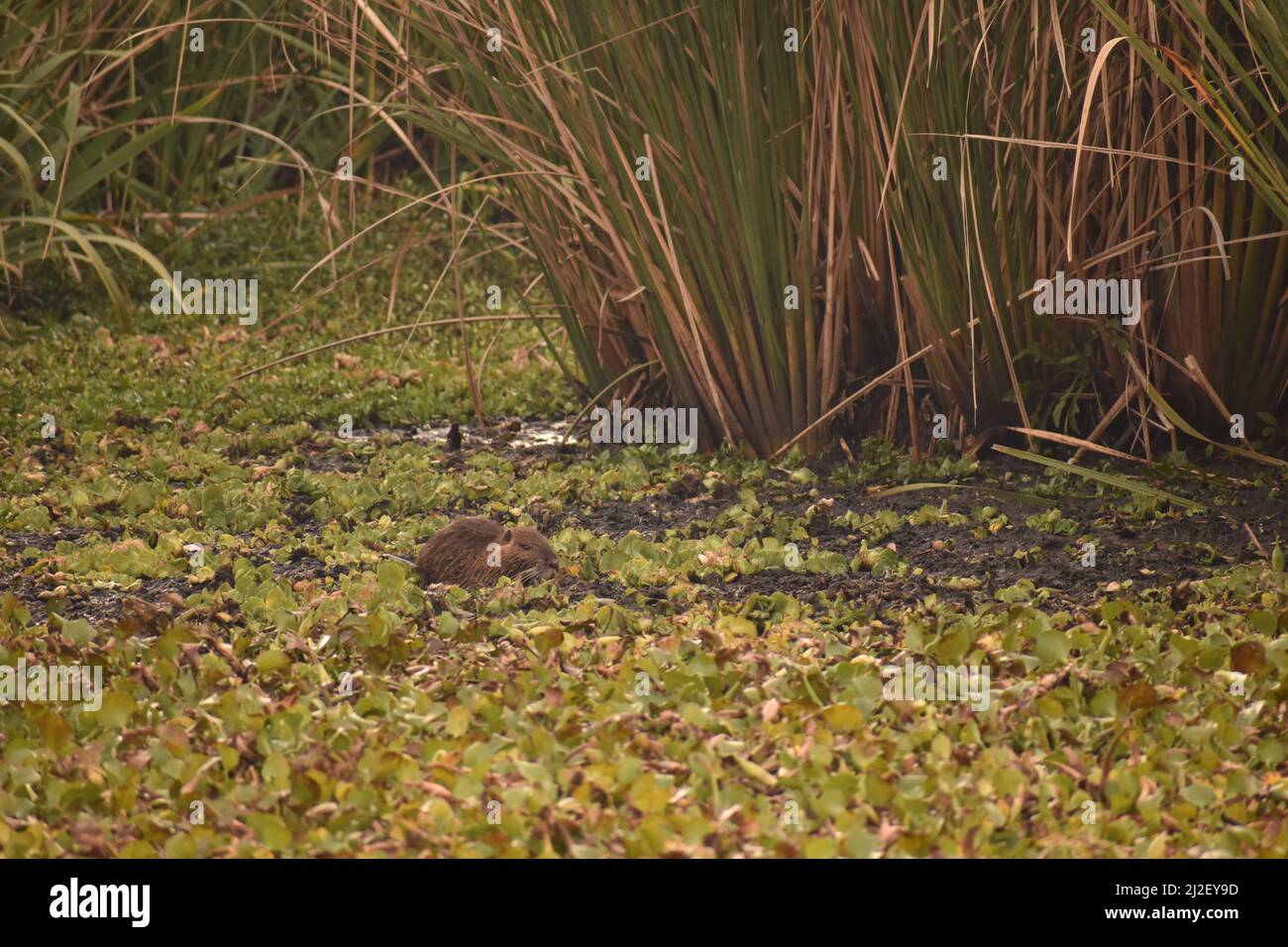 Beaver hiding hi-res stock photography and images - Alamy