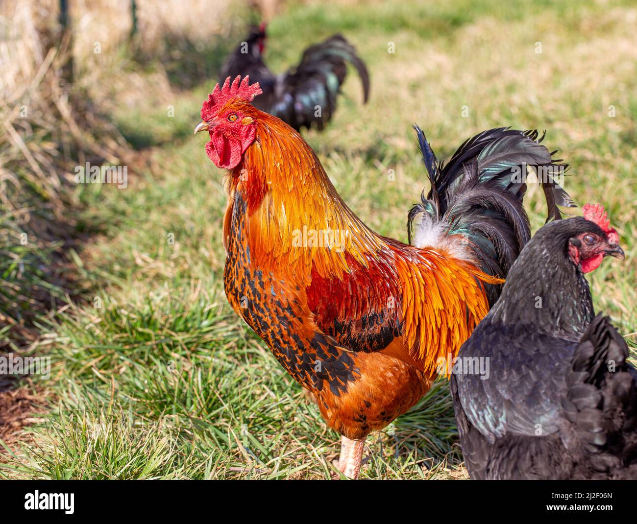 Beautiful brown and golden red crested rooster at a local farm Stock ...