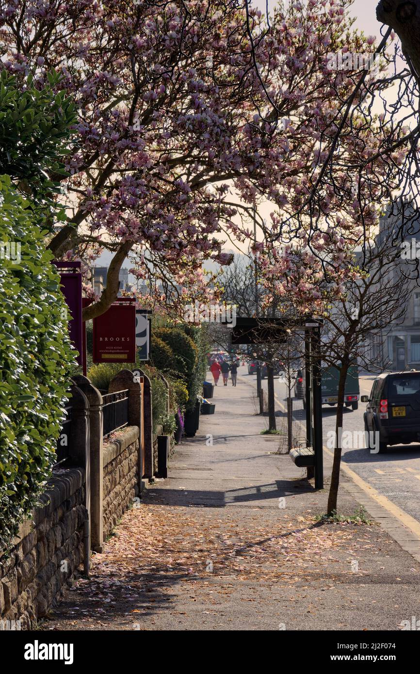 Spring in Bath Stock Photo - Alamy