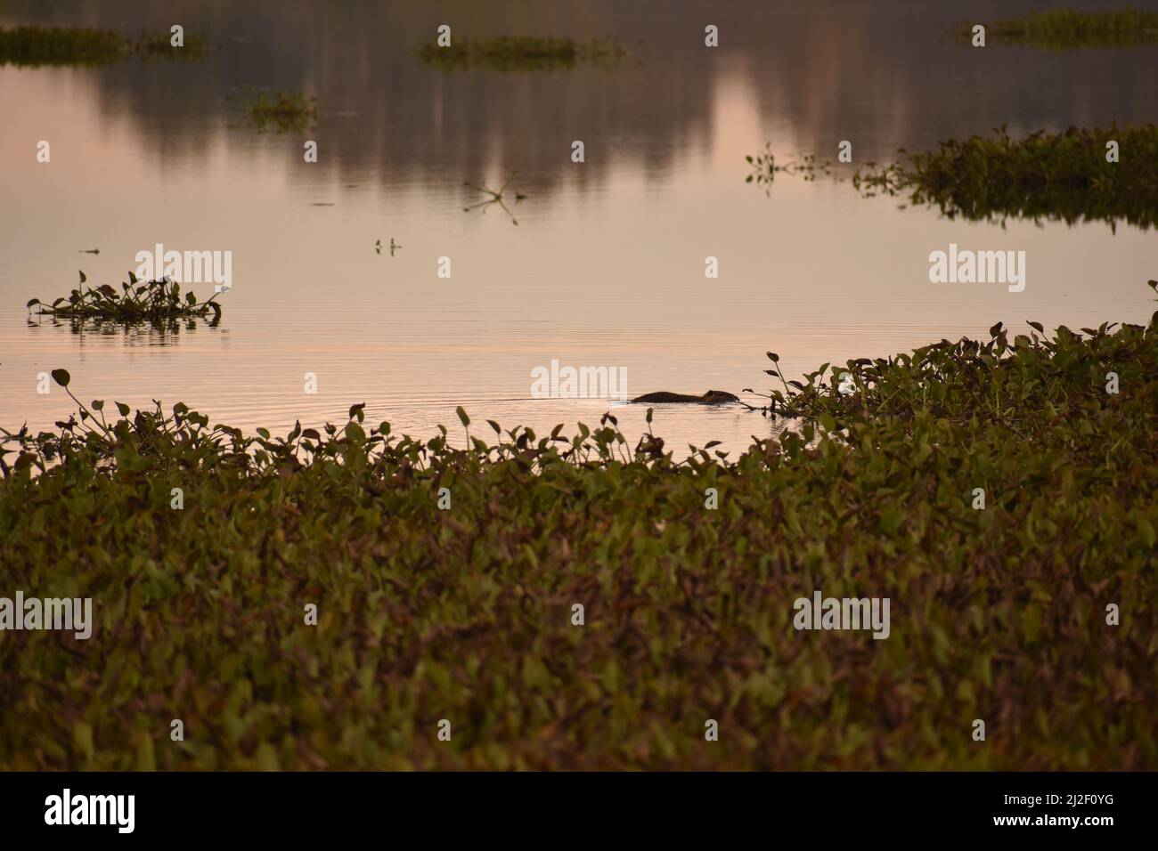 Small aquatic creature hi-res stock photography and images - Alamy