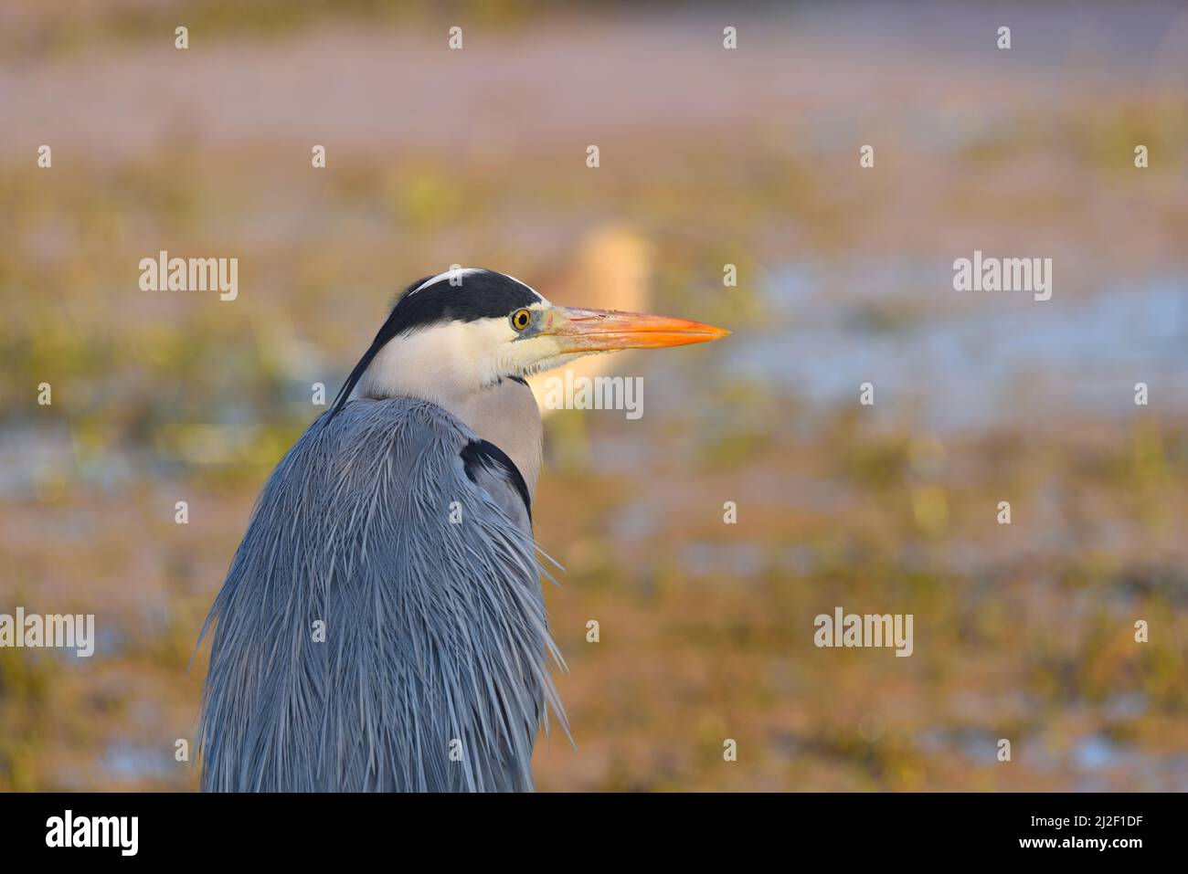 Beautiful bird with nature view stock photo Stock Photo - Alamy