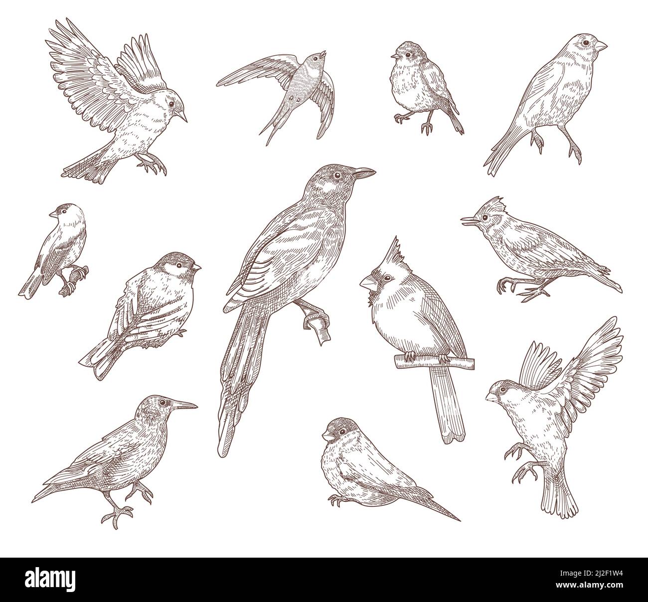 Set of bird species engraved sketches vector illustration. Collection ...