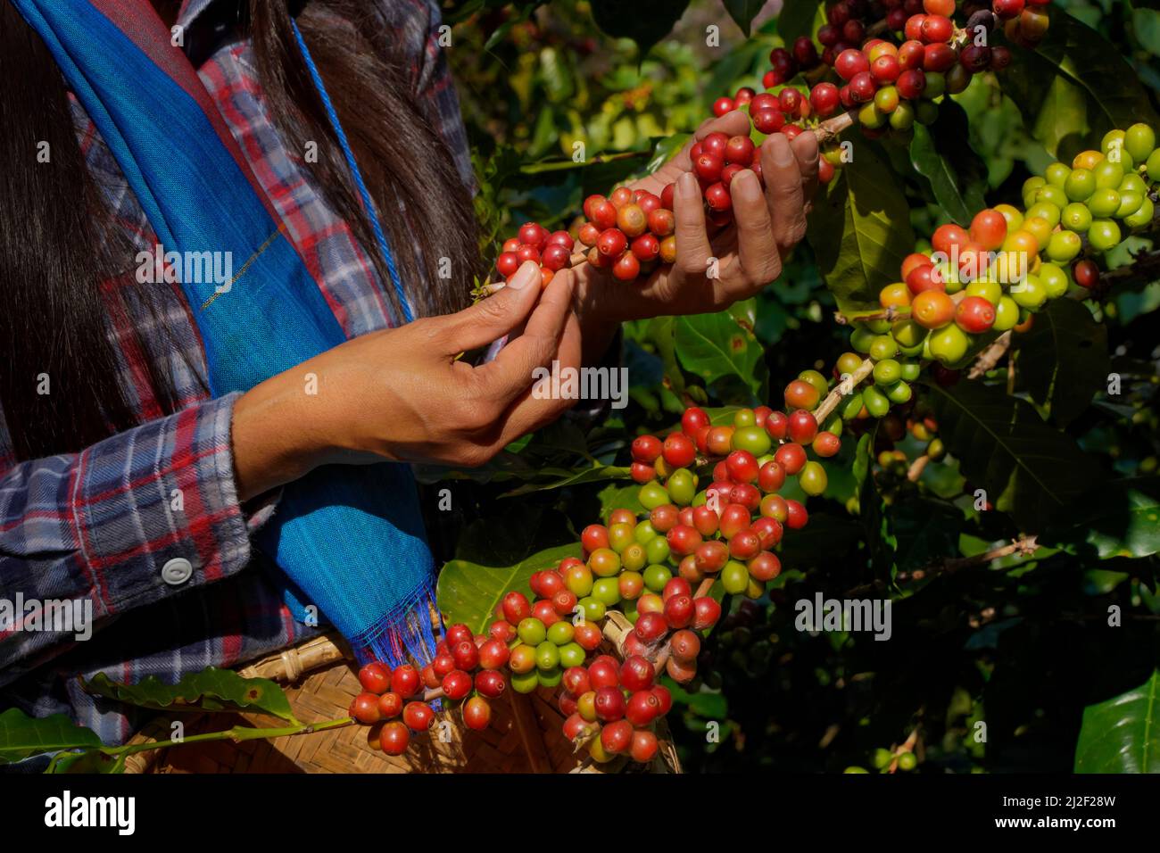 Coffee tree the plantations field background concept. Raw or ripe ...