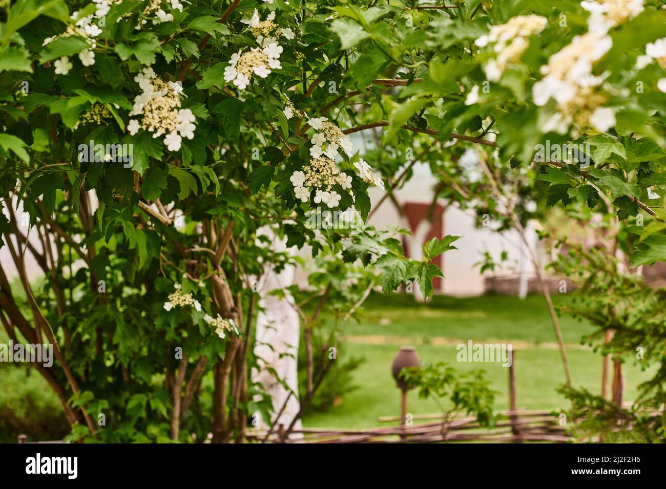 flowering fruit and berry tree - apple, cherry, sweet cherry, plum ...
