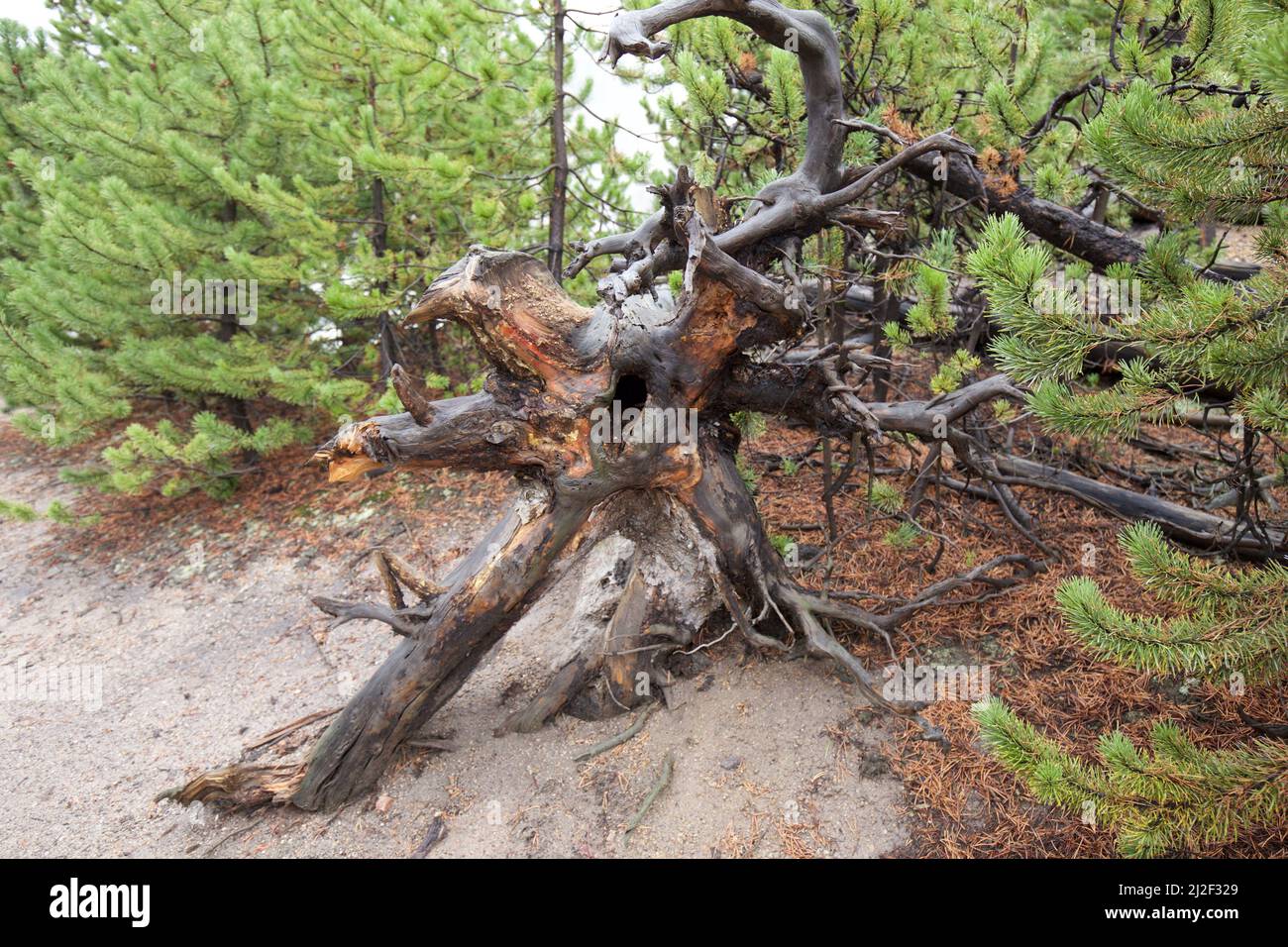 An old fallen tree in Yellowstone Park, USA Stock Photo - Alamy