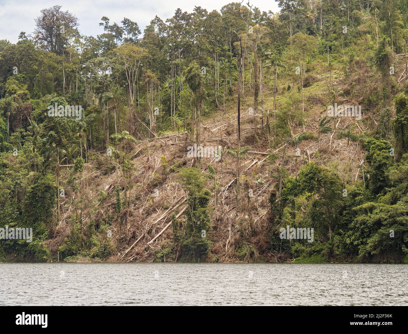 Tropical deforestation for farming in Panama Stock Photo - Alamy