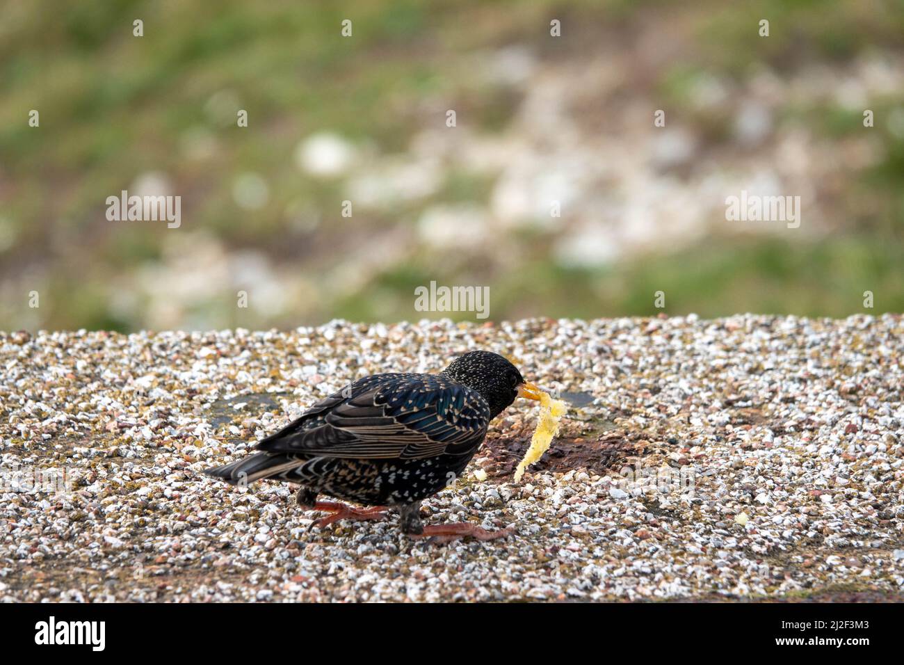 the common starling or European starling Stumus vulgaris eating a chip ...