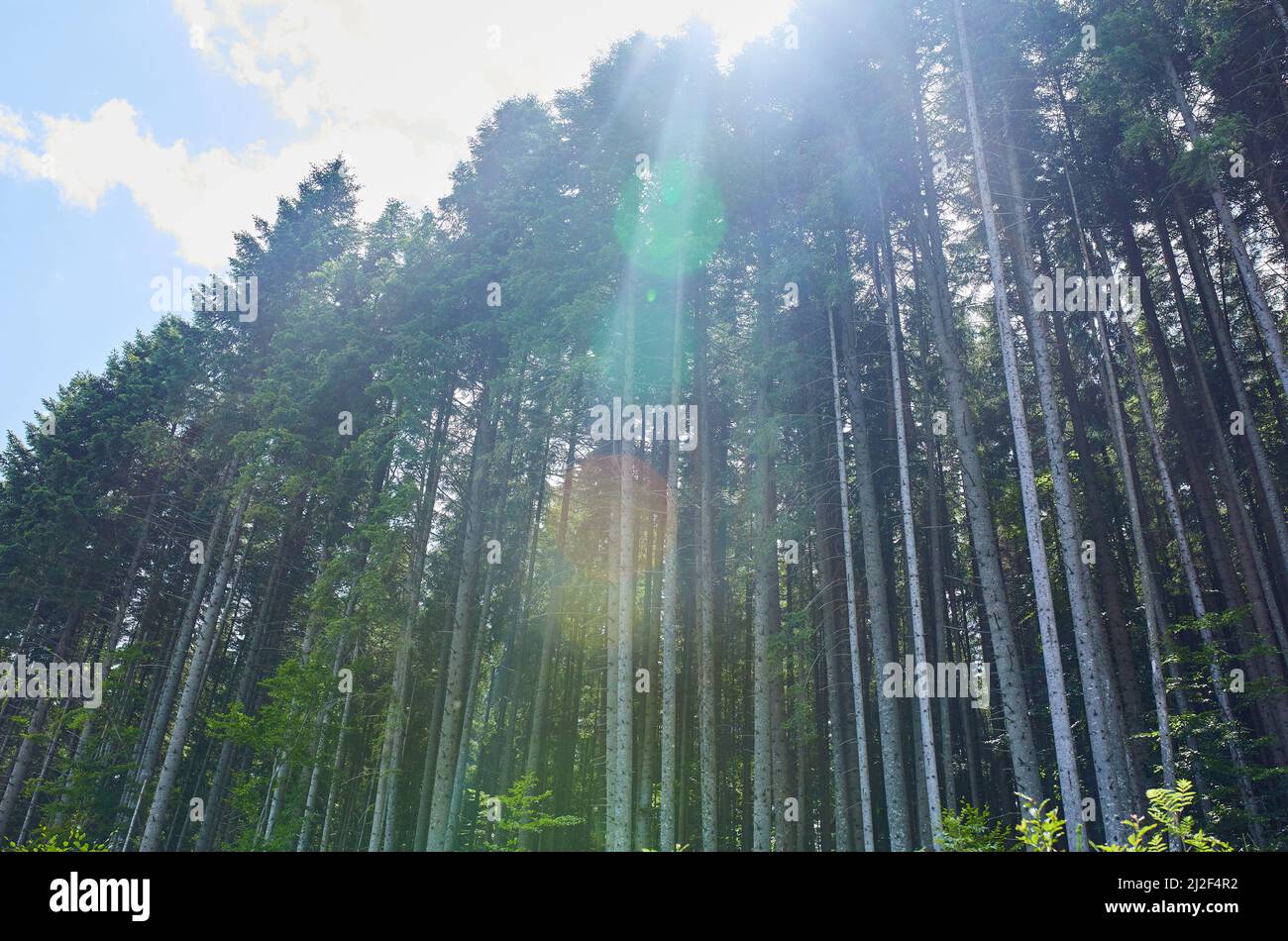 Sunny morning in pine tree forest, between trees, sunlight. Beautiful ...