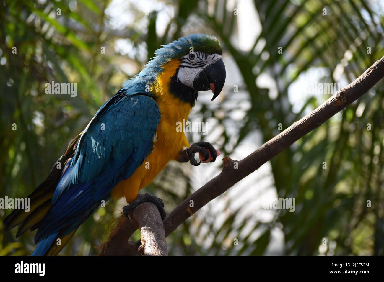Macaws large colorful parrots hi-res stock photography and images - Alamy