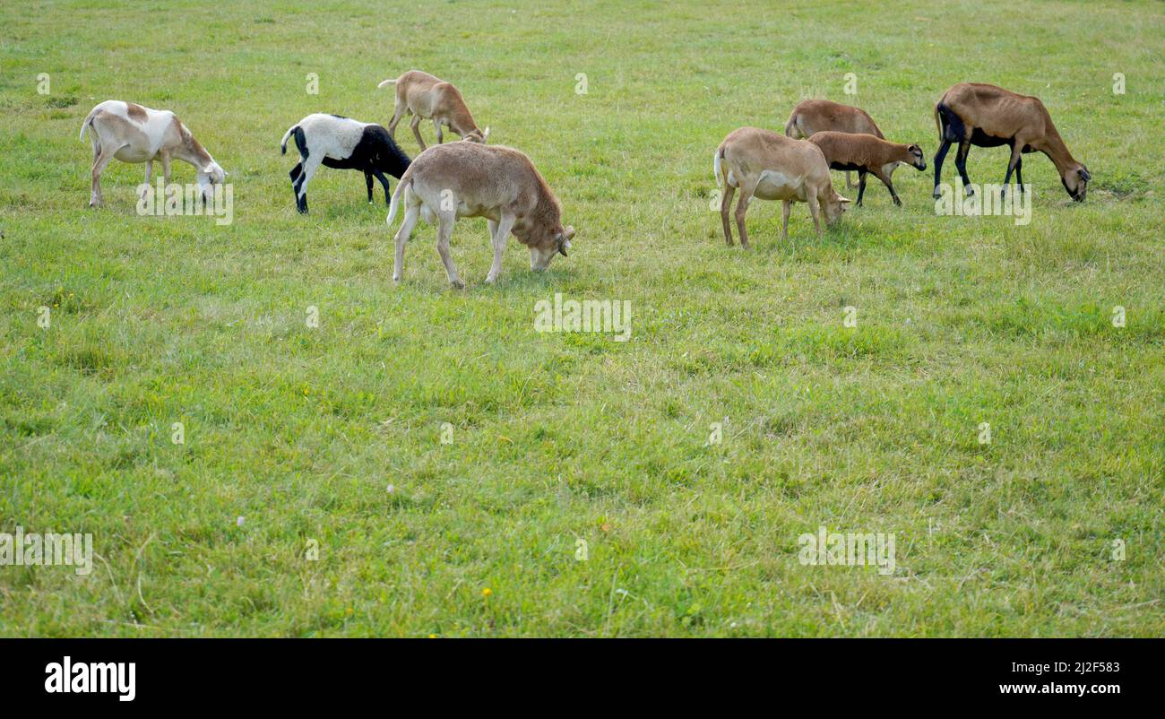 The group of goats on the green farm Stock Photo - Alamy