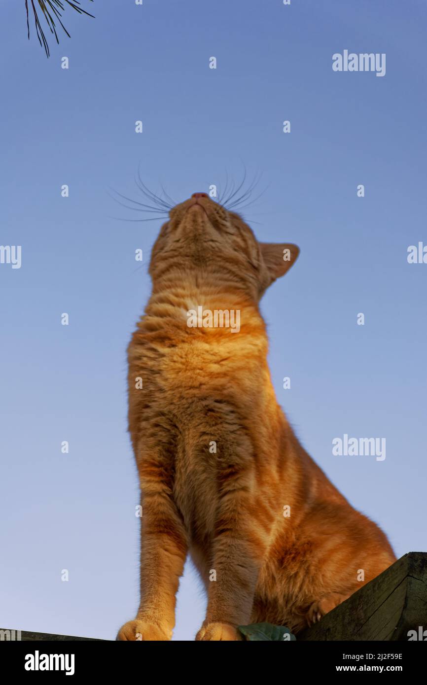 ginger cat in the sun Stock Photo - Alamy