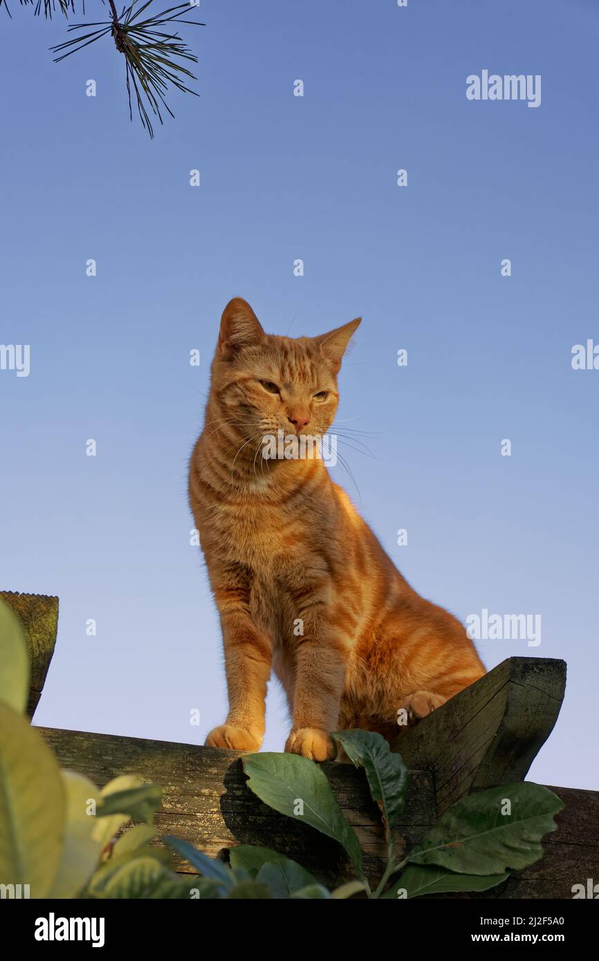 ginger cat in the sun Stock Photo - Alamy