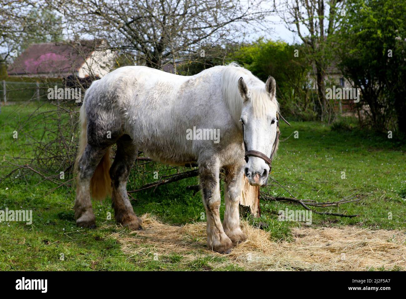 Horse of Percheron race in Belleme village, Perche, Orne, France Stock ...