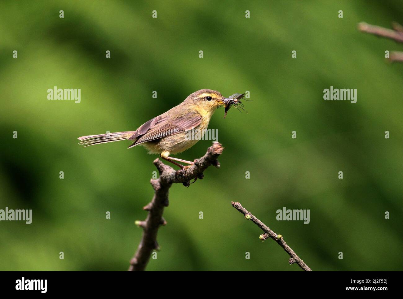 Bird species diversity hi-res stock photography and images - Alamy