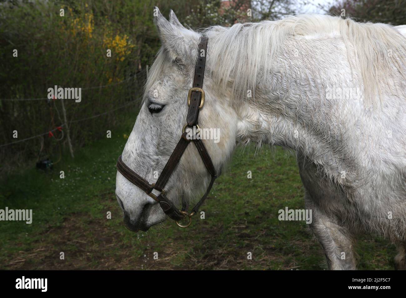 Percheron horse perche hi-res stock photography and images - Alamy